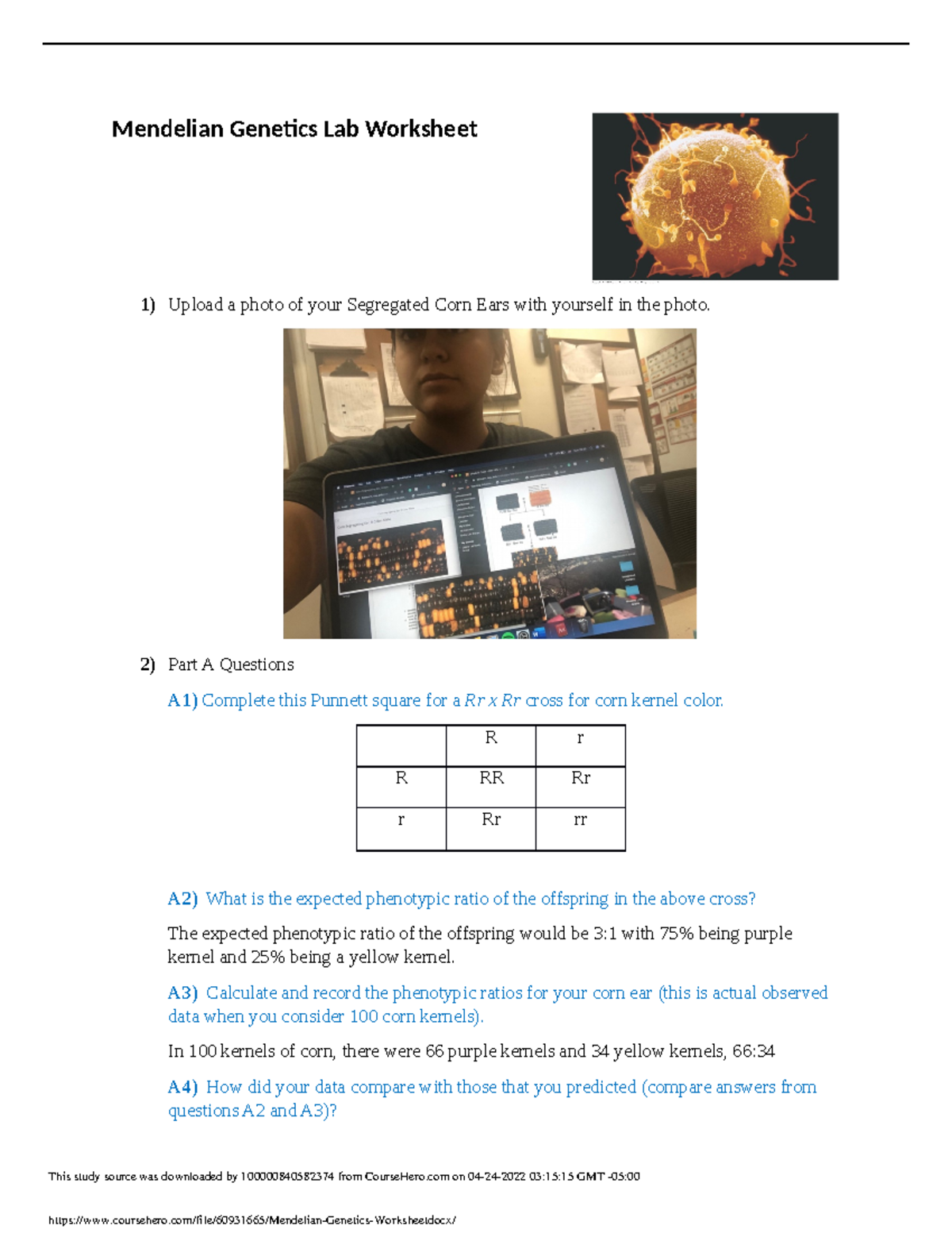 Mendelian Genetics Worksheet - Mendelian Genetics Lab Worksheet 1 ...
