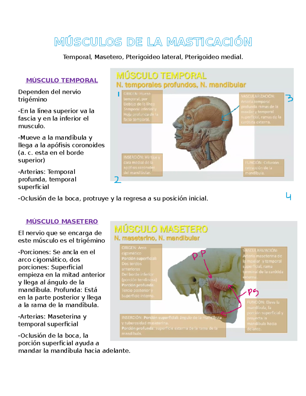 Músculos masticadores y Fosas - Anatomía - MÚSCULOS DE LA MASTICACIÓN ...