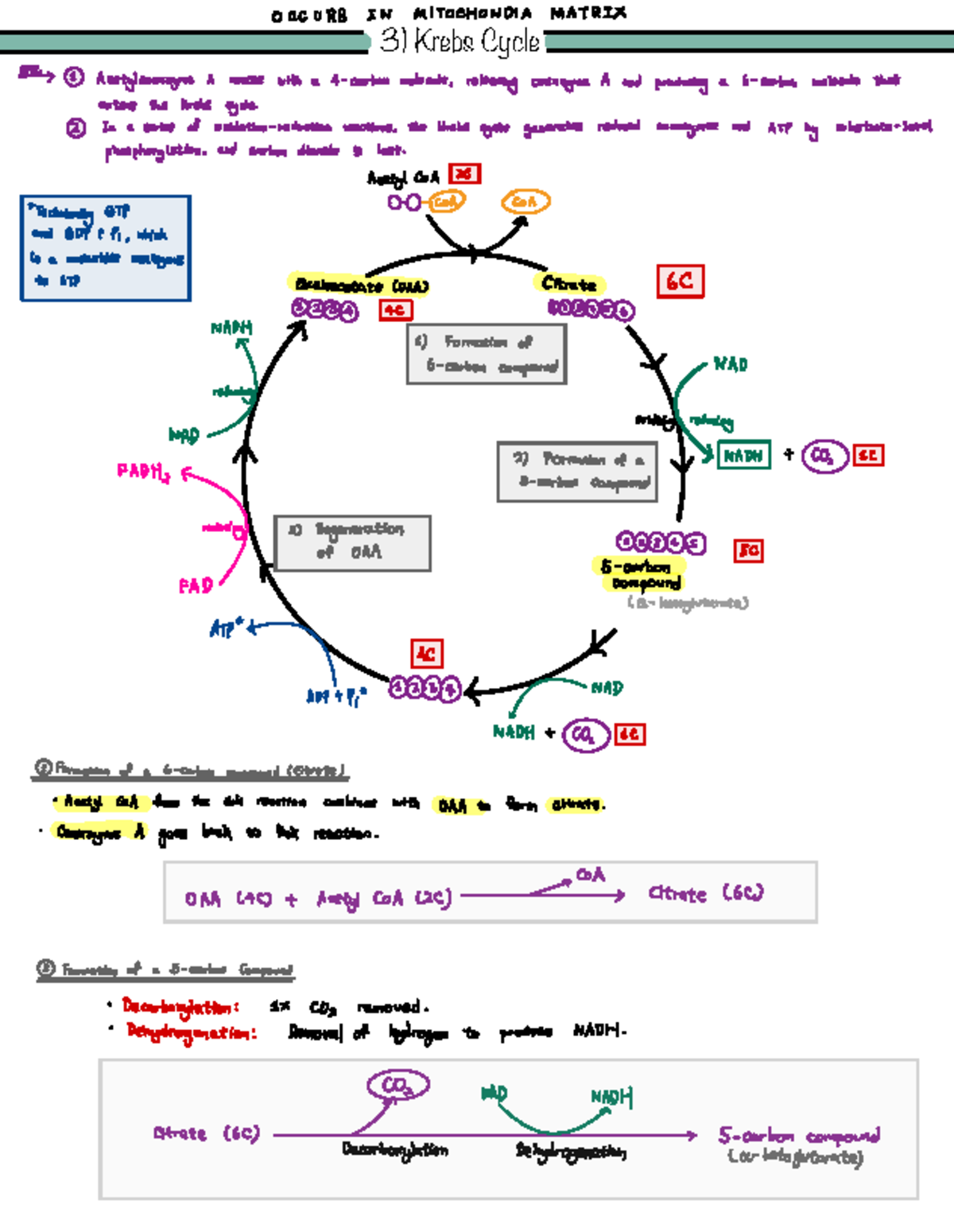 Krebs cycle - Fact recall for OCCURS 7 1 study guide - Studocu
