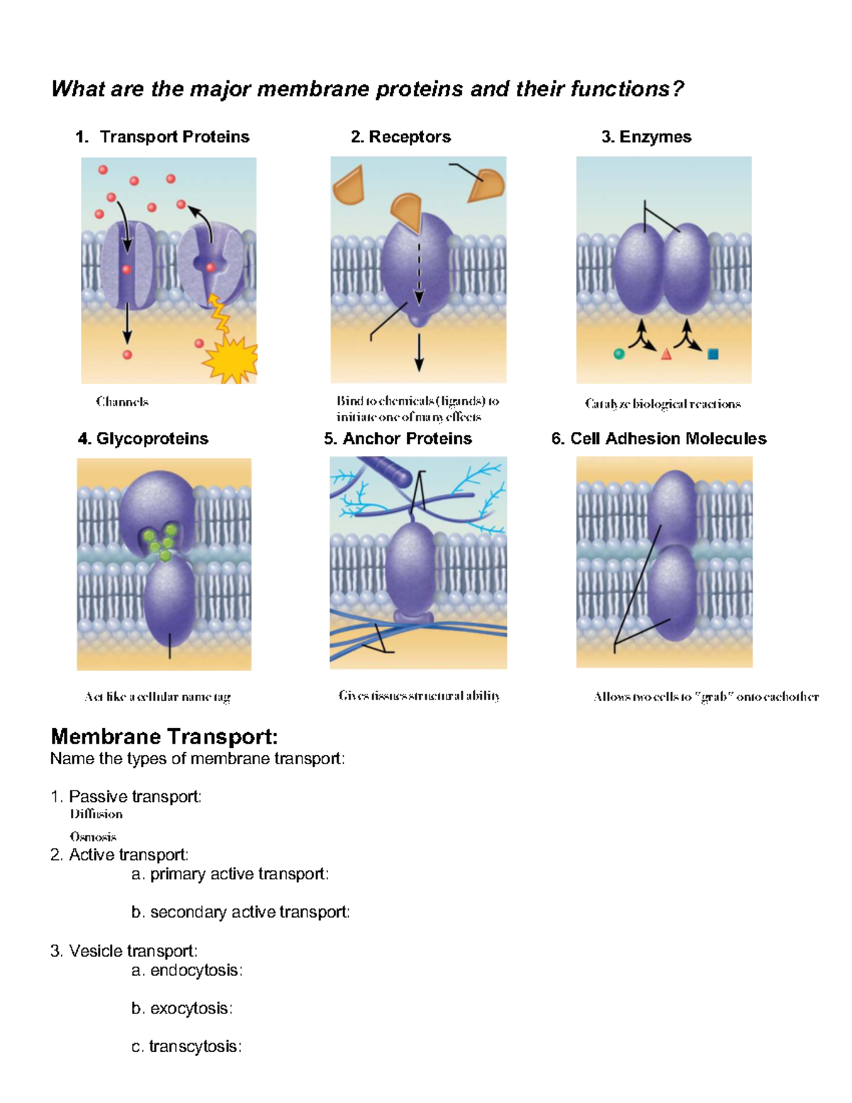 Membrane Proteins: Functions and Types of Membrane Transport - What are ...