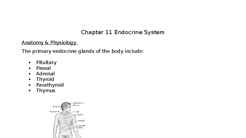 Ch. 11 Endocrine System: Anatomy & Physiology Overview - Studocu