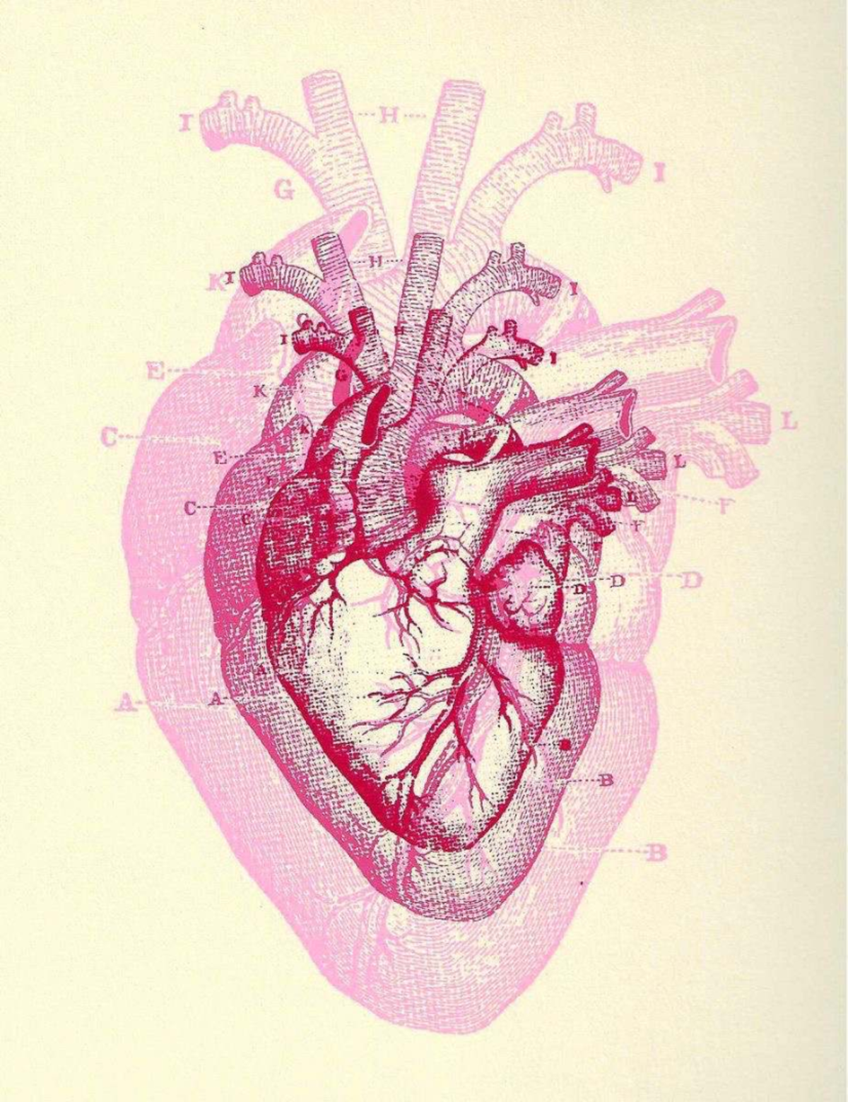 Corazón 2 - Apuntes sobre la Conformación Interior del Corazón - Studocu