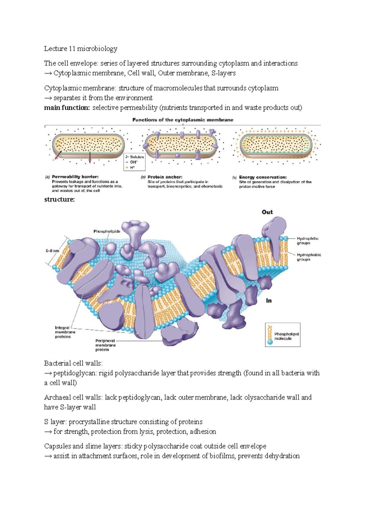 Lecture 11: The Cell Envelope in Microbiology and Its Structures ...