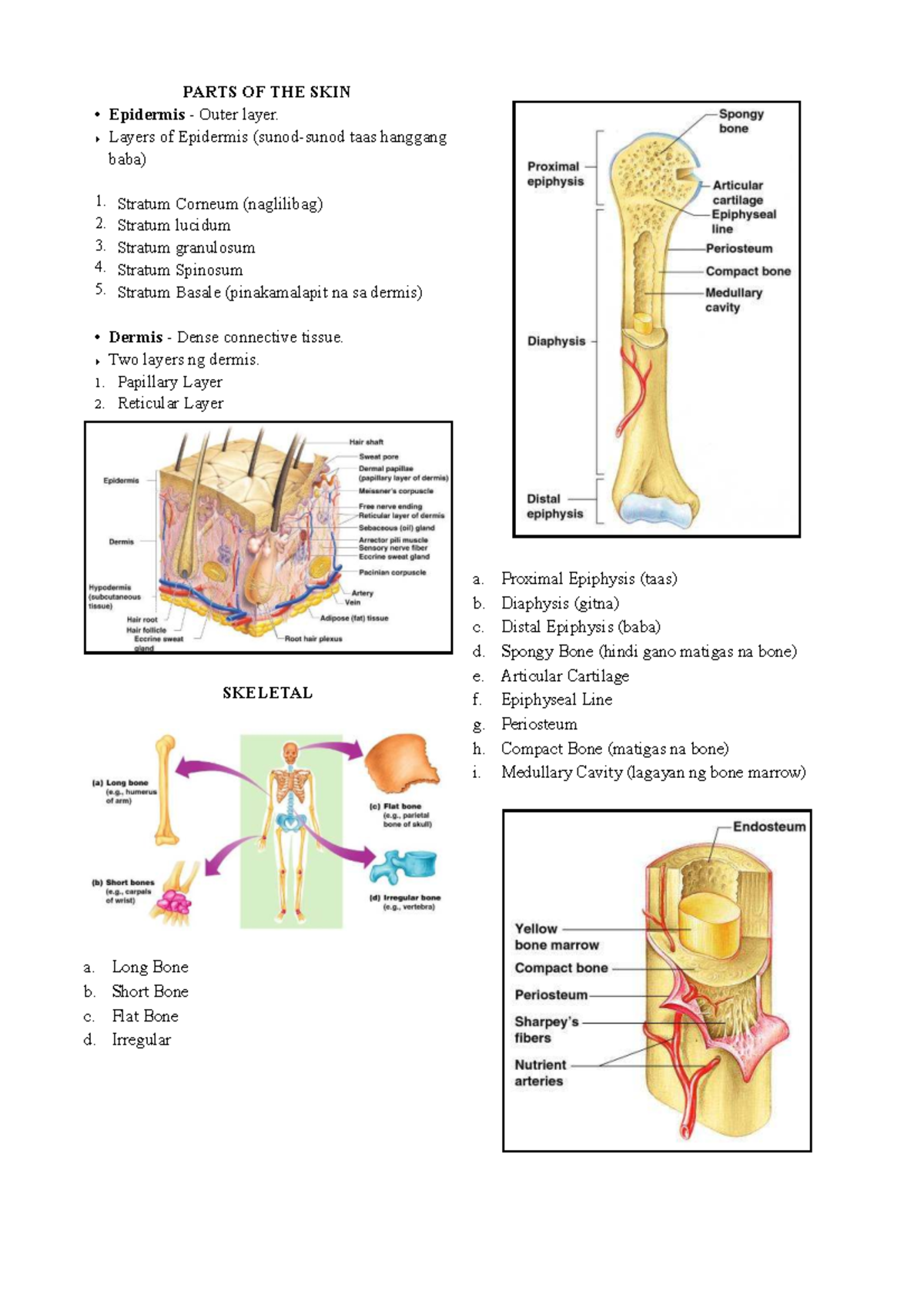 Anaphy - Musculoskeletal System Overview - Studocu