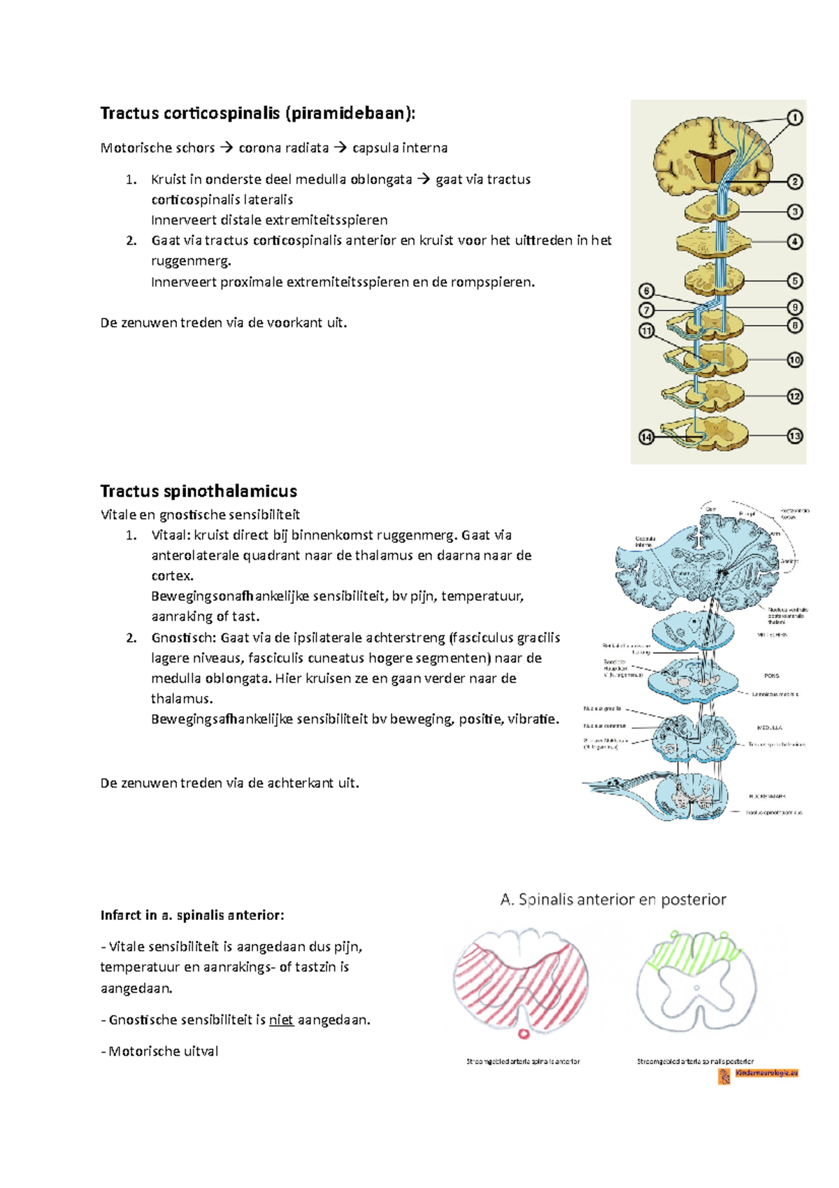Zenuwbanen - Tractus corticospinalis (piramidebaan): Motorische schors ...