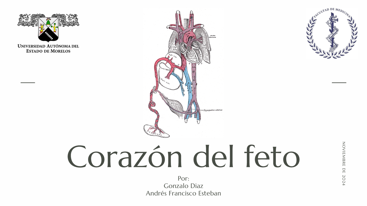 Corazón del feto - Diapositivas de Corazón en el Feto - Anatomía 1 ...