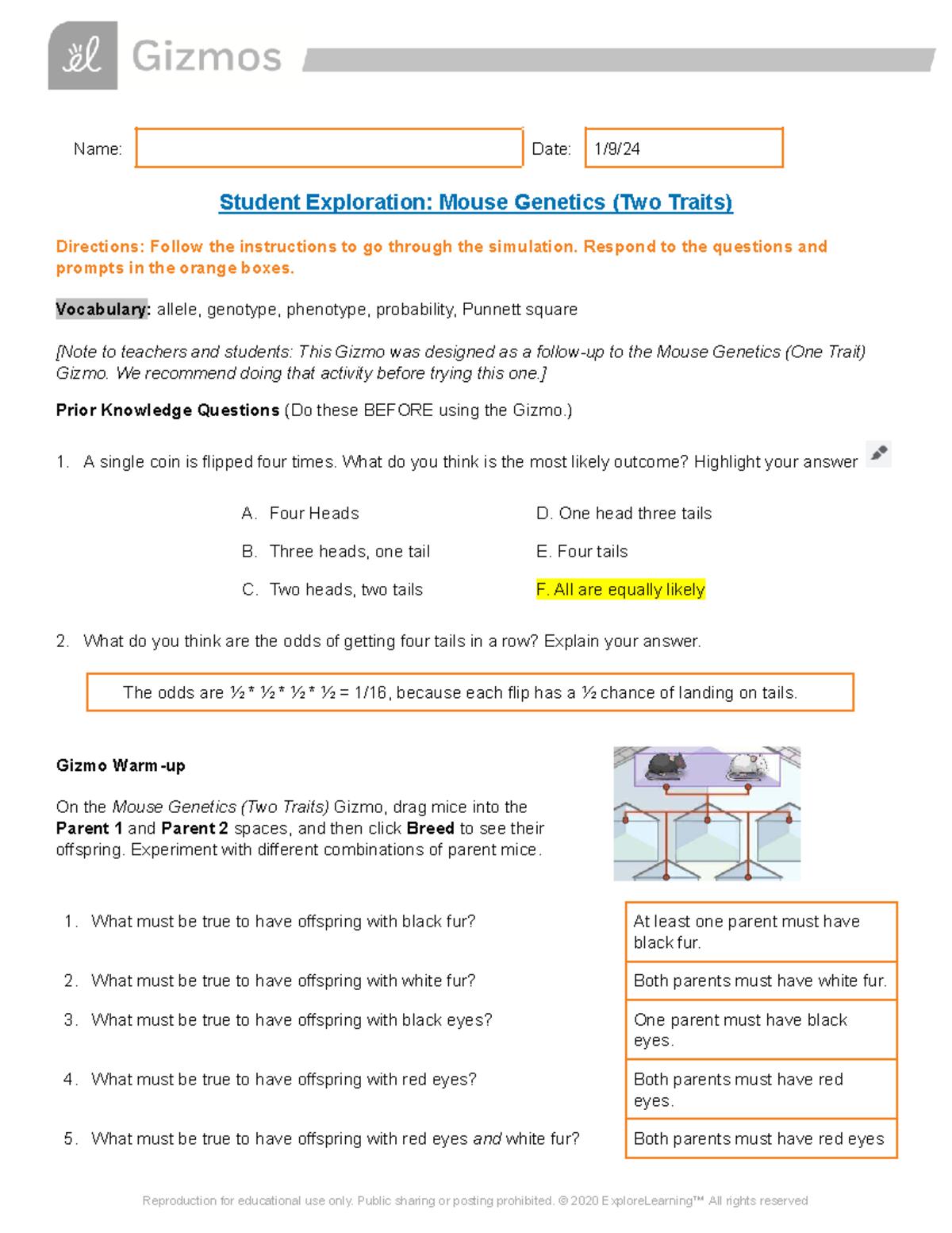 Mouse Genetics SE: Exploring Two Traits with Punnett Squares - Studocu