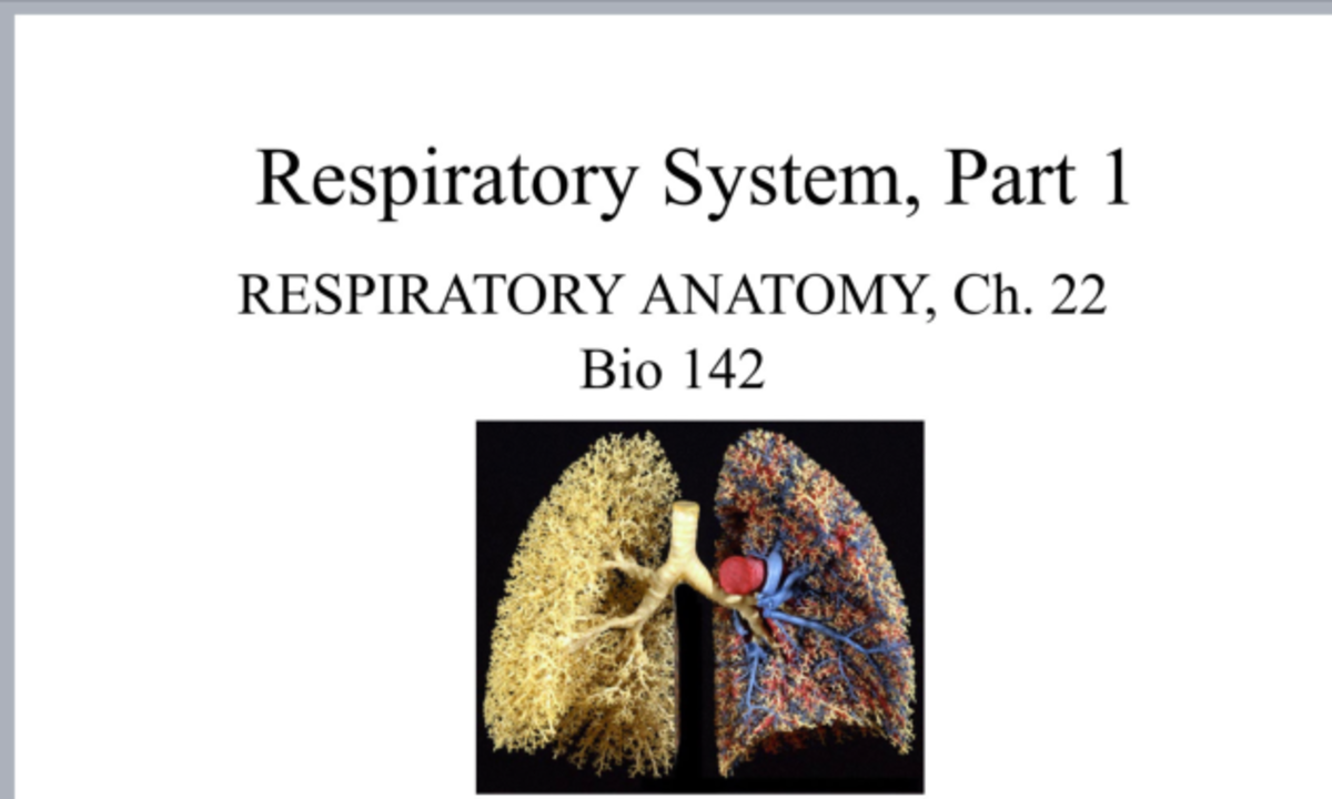 Bio 142 Final Exam Study Guide: Respiratory System Overview - Studocu