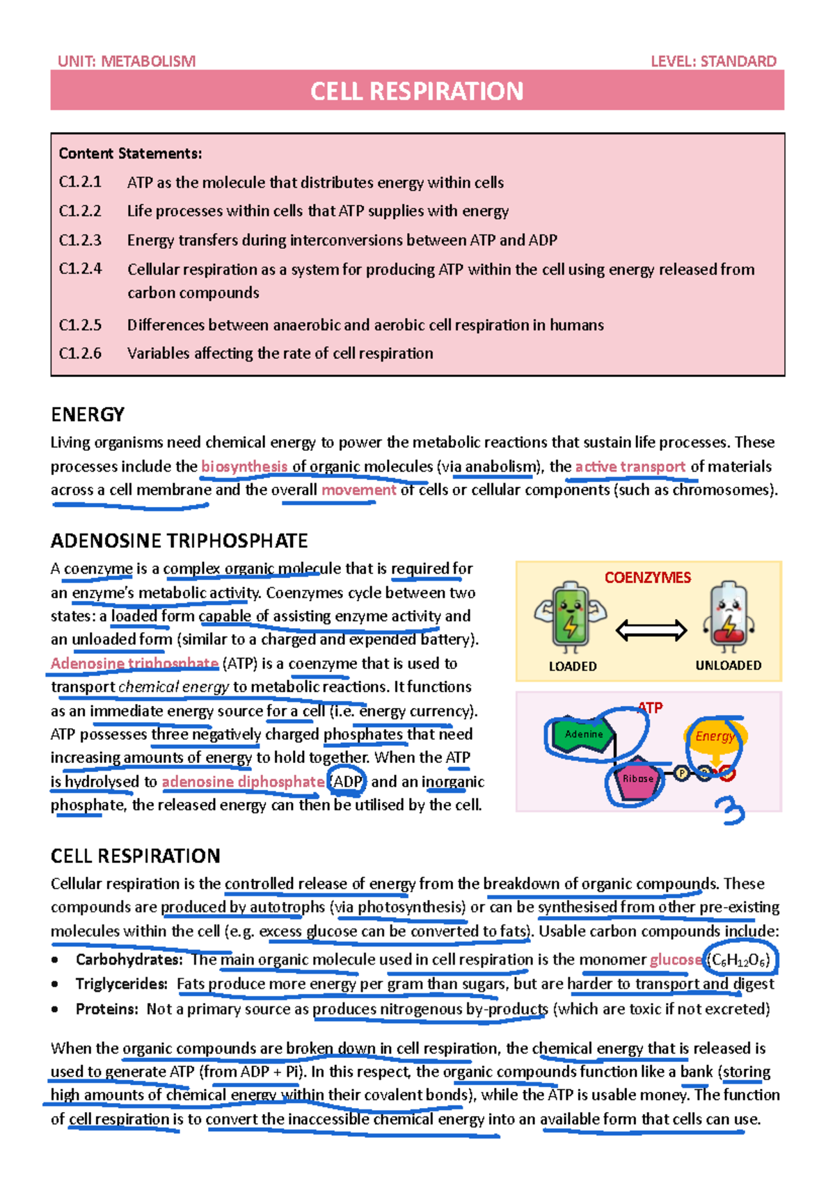 3.2 Cell Respiration: Understanding ATP and Energy Transfer - Studocu