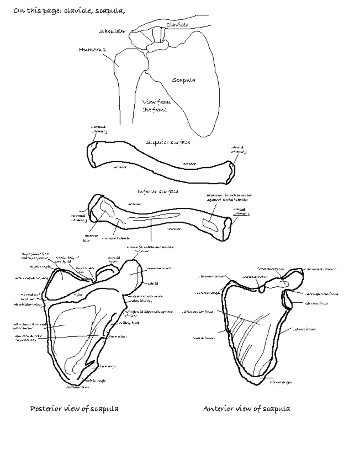 Scapula Anterior View Drawing