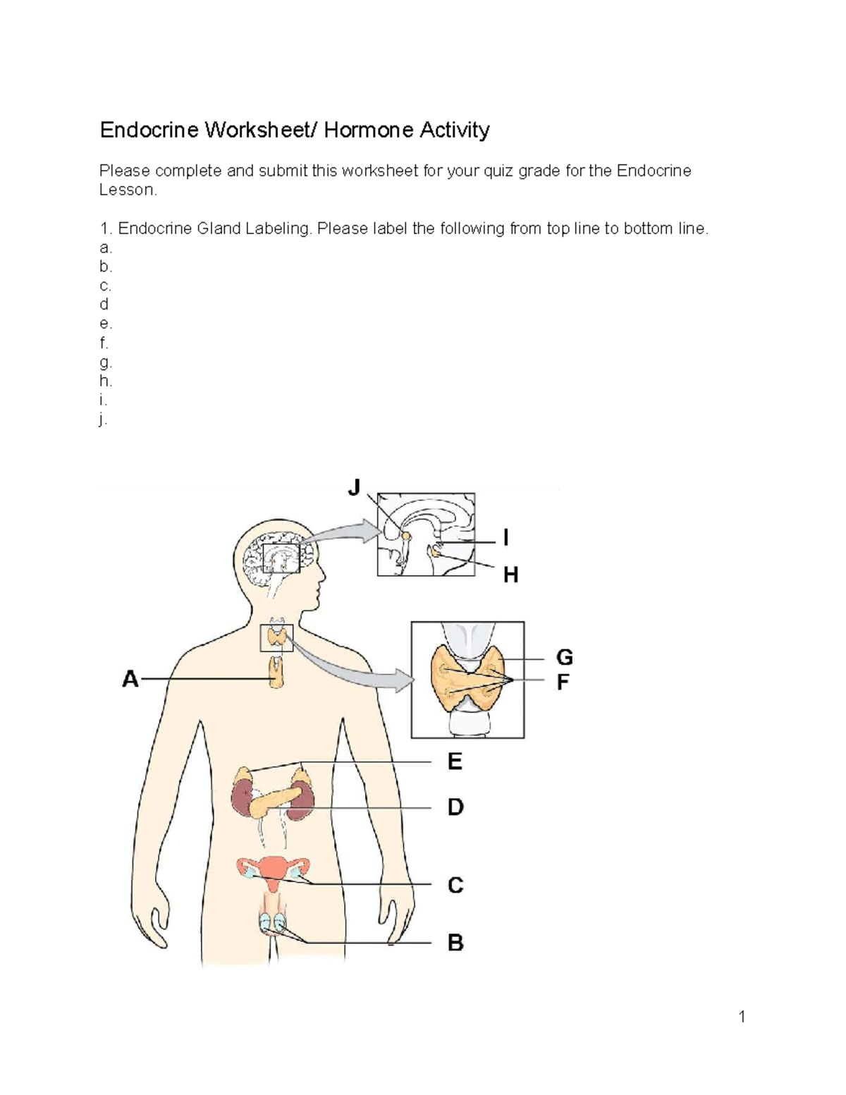 Endocrine Quiz Worksheet: Hormone Functions & Feedback Loops - Studocu