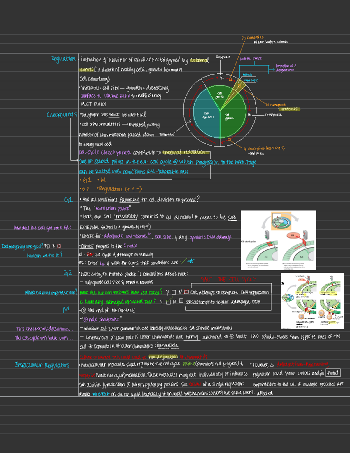 Bio 111 Lecture Notes: Ch. 10-13 on Cell Cycle Regulation - Studocu