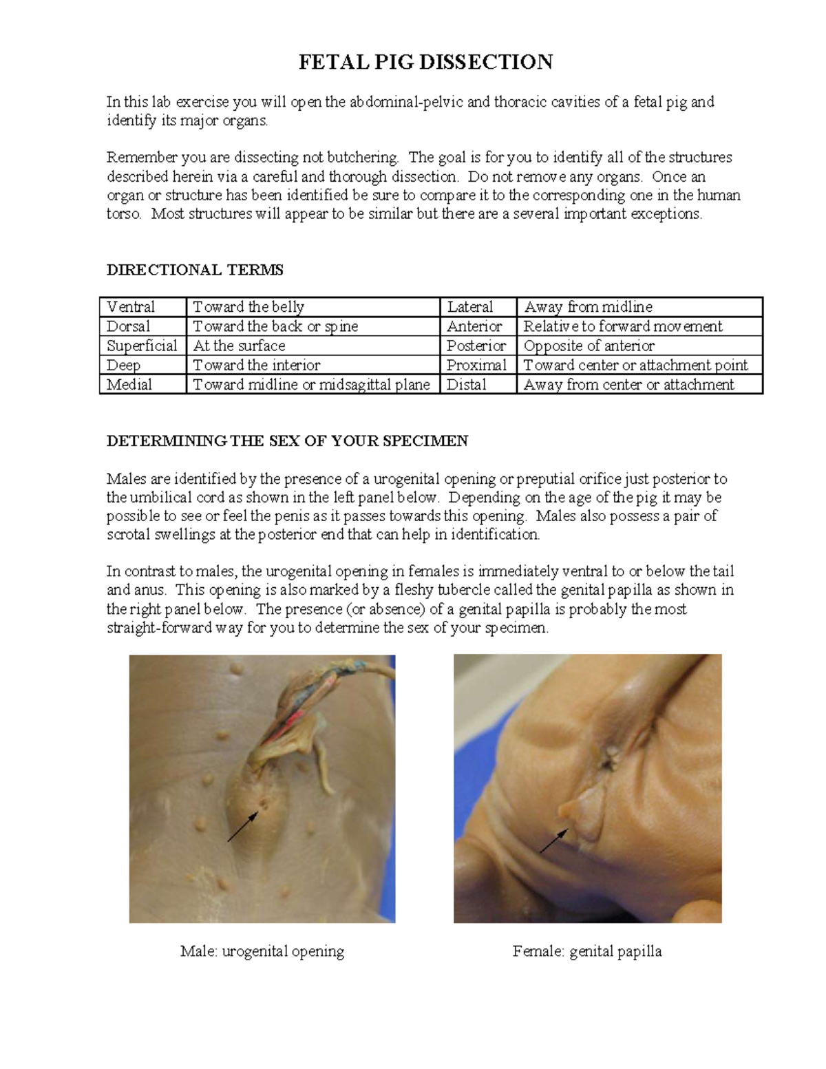 FETAL PIG DISSECTION LAB: ABDOMINAL & PELVIC ORGANS - Studocu