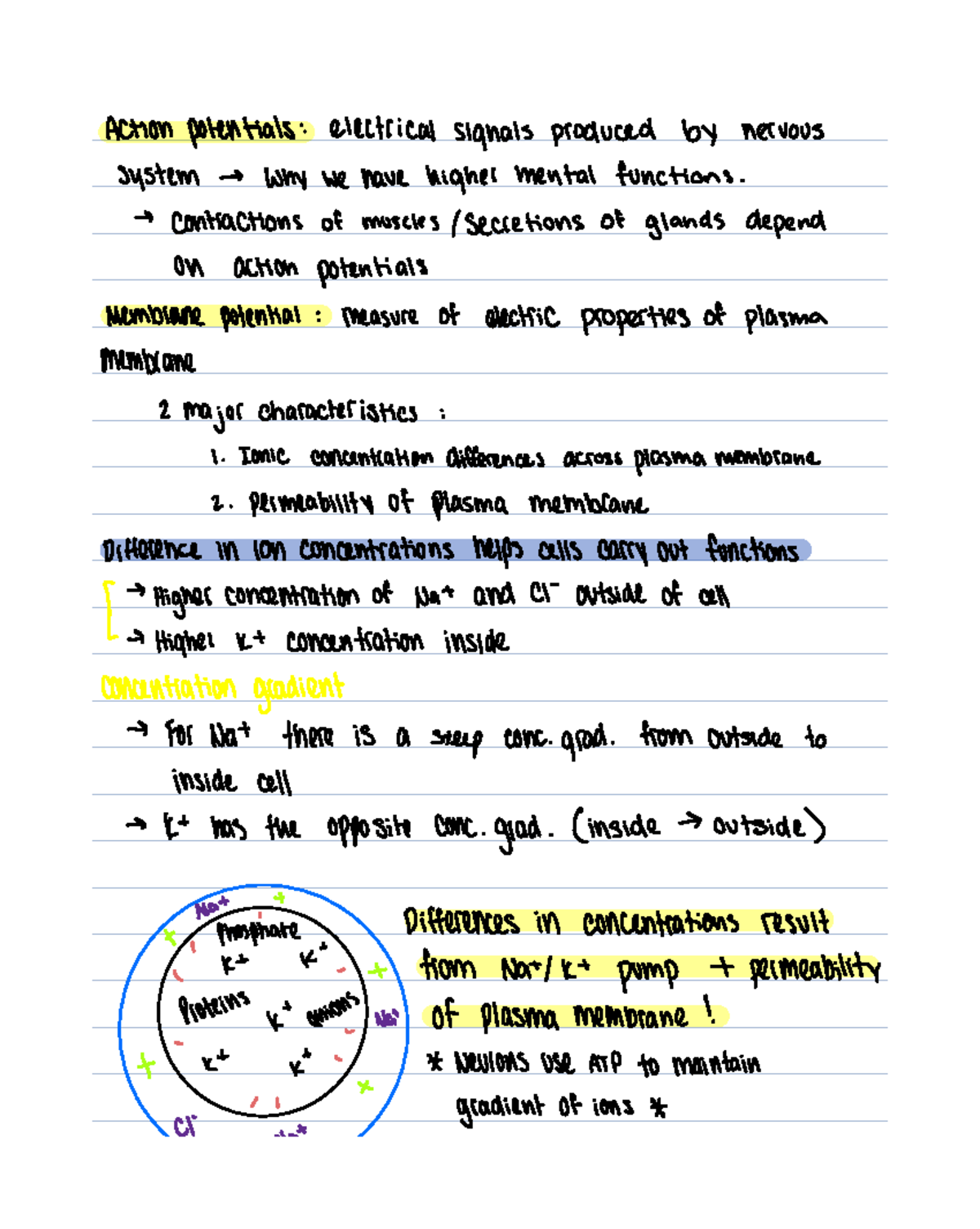 Action Potentials and Gated Ion Channels: A Comprehensive Overview (BIO ...