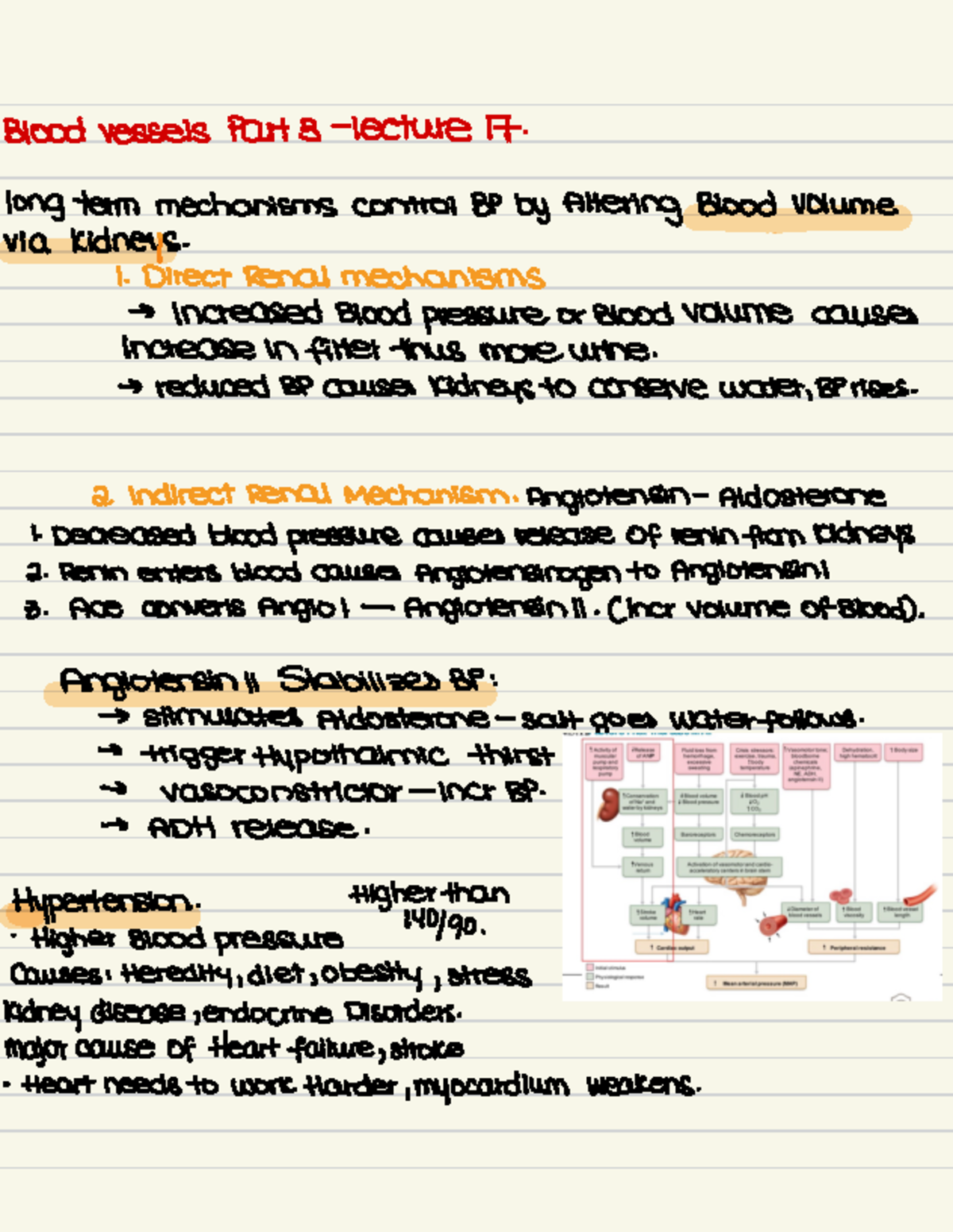 Anatomy - blood vessles - Blood Vessels Part 3-lecture 17. long term ...