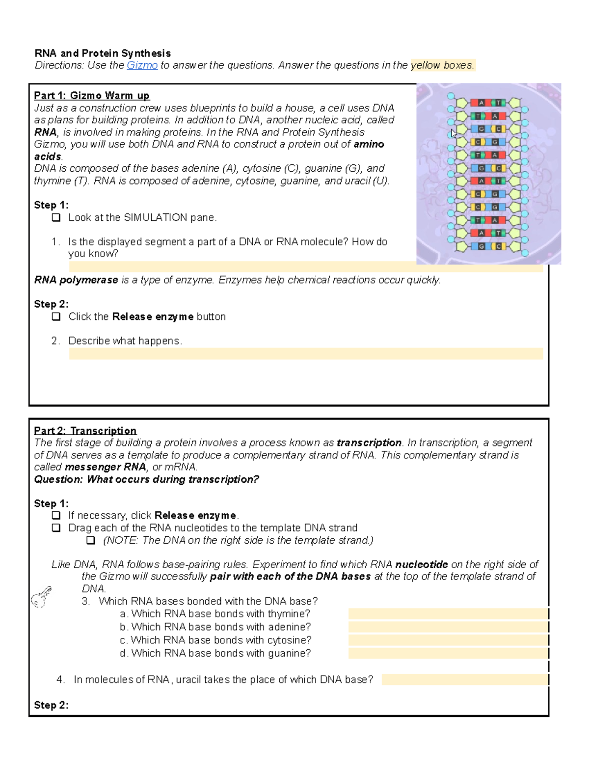 RNA and Protein Synthesis - RNA and Protein Synthesis Directions: Use ...