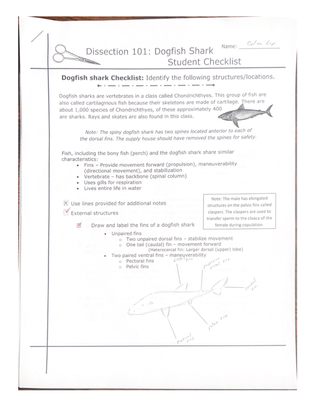 How To Dissect A Dogfish