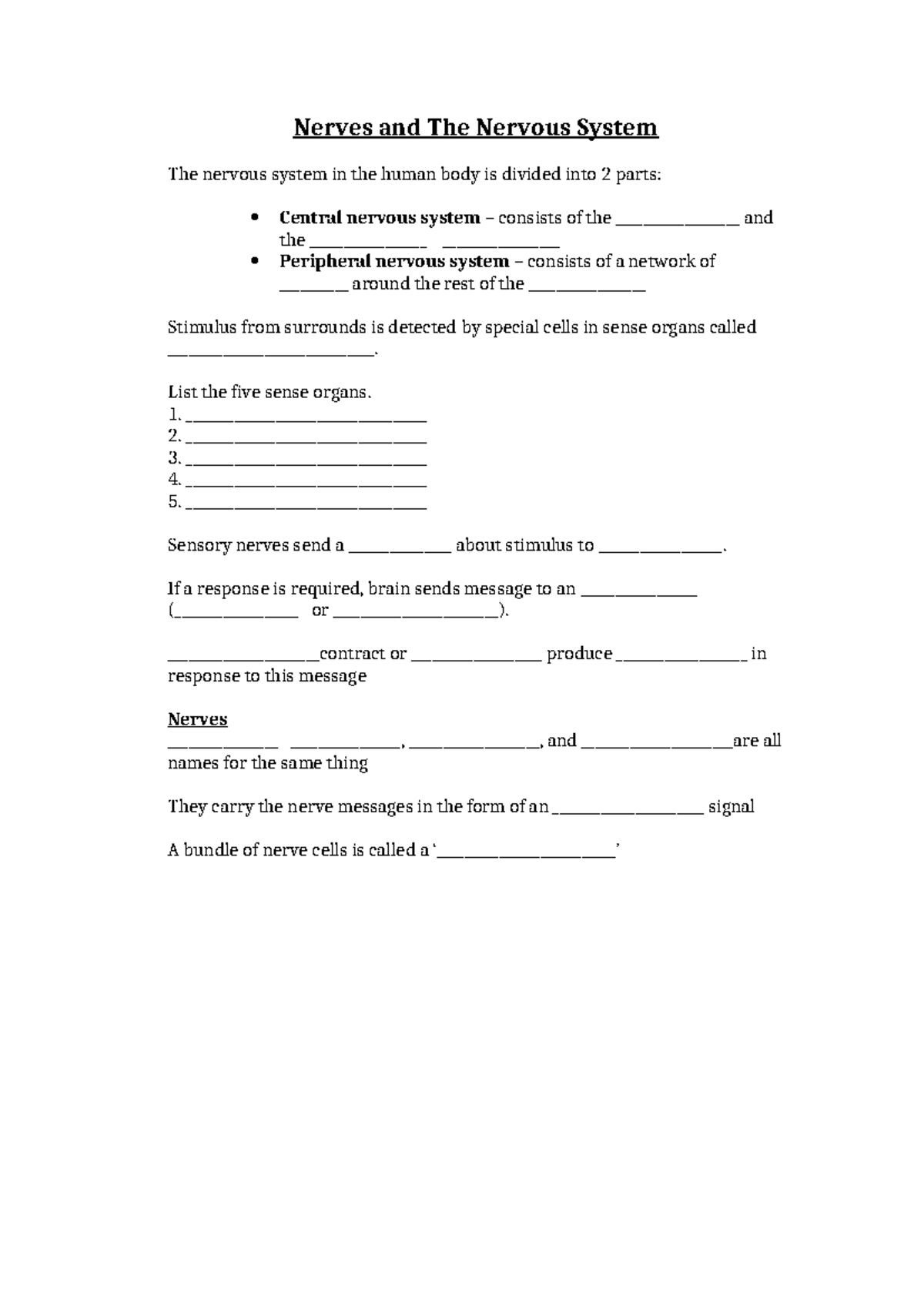 07. Nervous System Worksheet: Key Concepts and Diagrams - Studocu