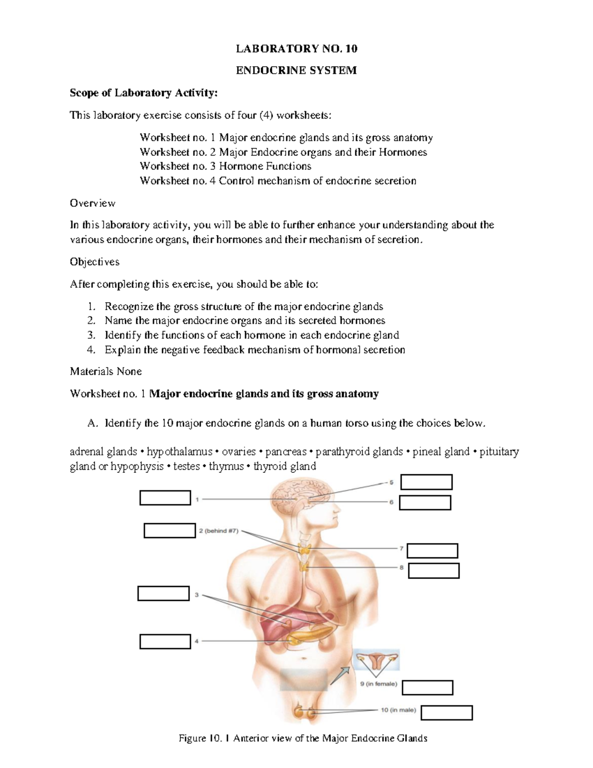 Endocrine System - Lab Worksheets Overview and Activities - Studocu