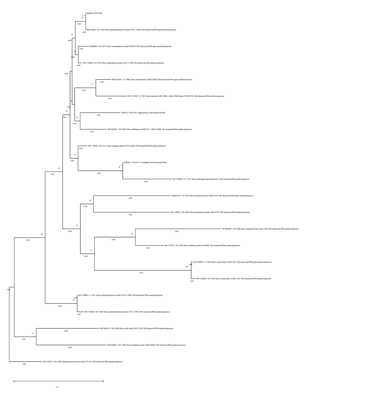 Phylotree bacteria - ...... - Bacteria 16S rRNA MN519533:27-1383 Vibrio parahaemolyticus strain ...
