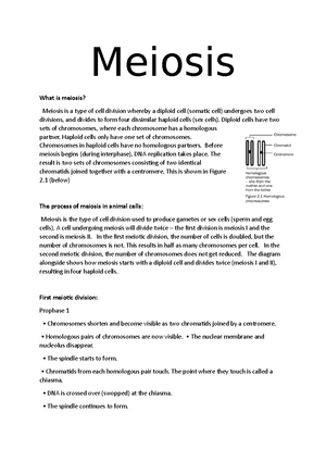 Life Sciences Grade 12 Revision notes - GENETICS AND INHERITANCE 5 ...