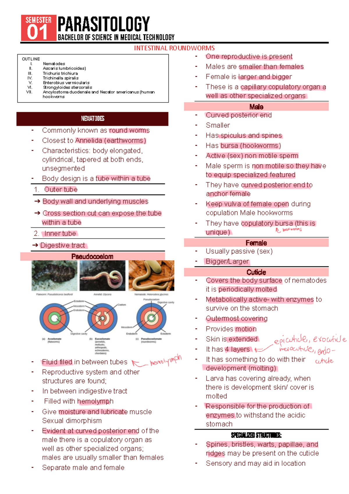 Parasitology 01: Comprehensive Notes on Intestinal Roundworms - Studocu