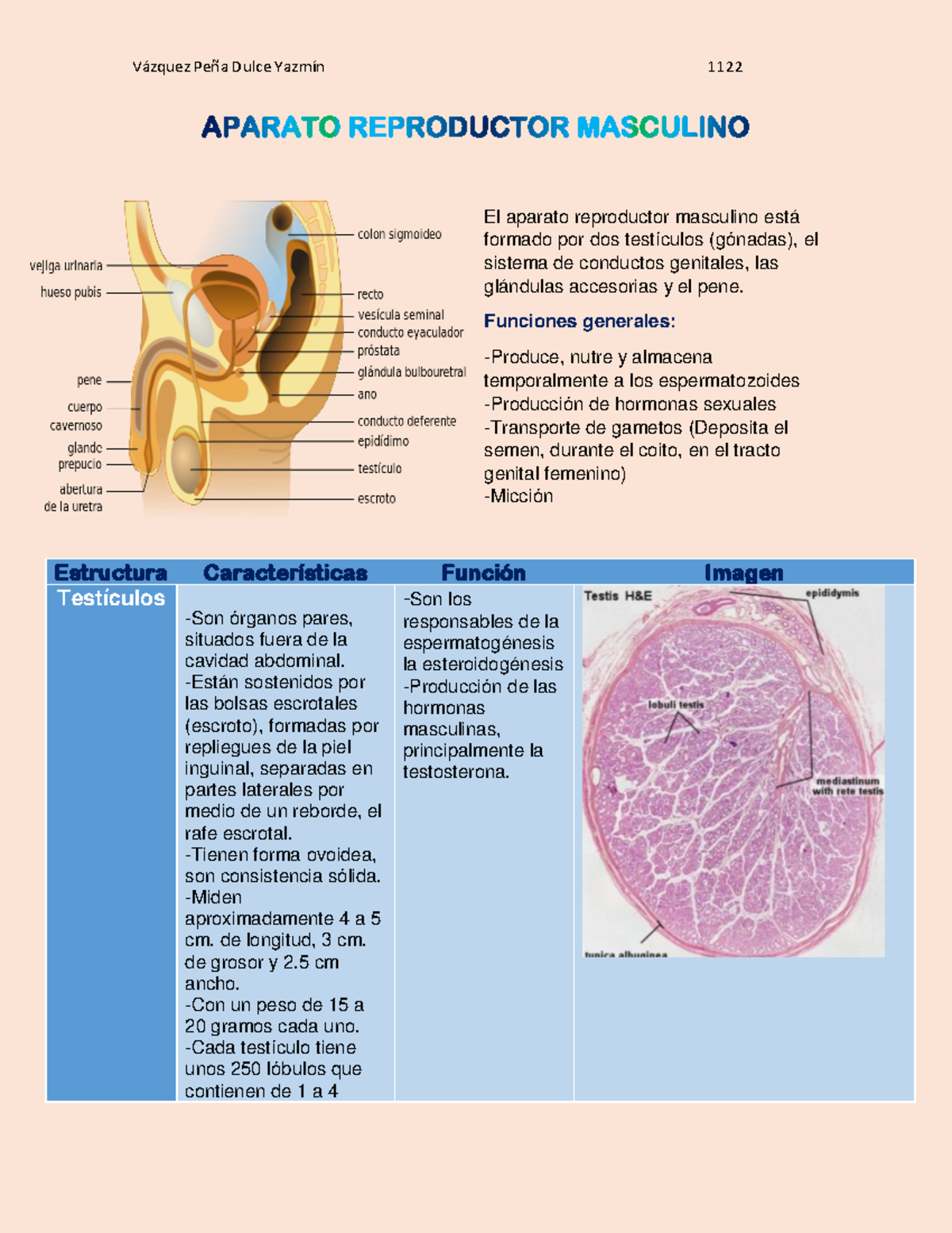Histología del Aparato Reproductor Masculino - Histología - UNAM - Studocu