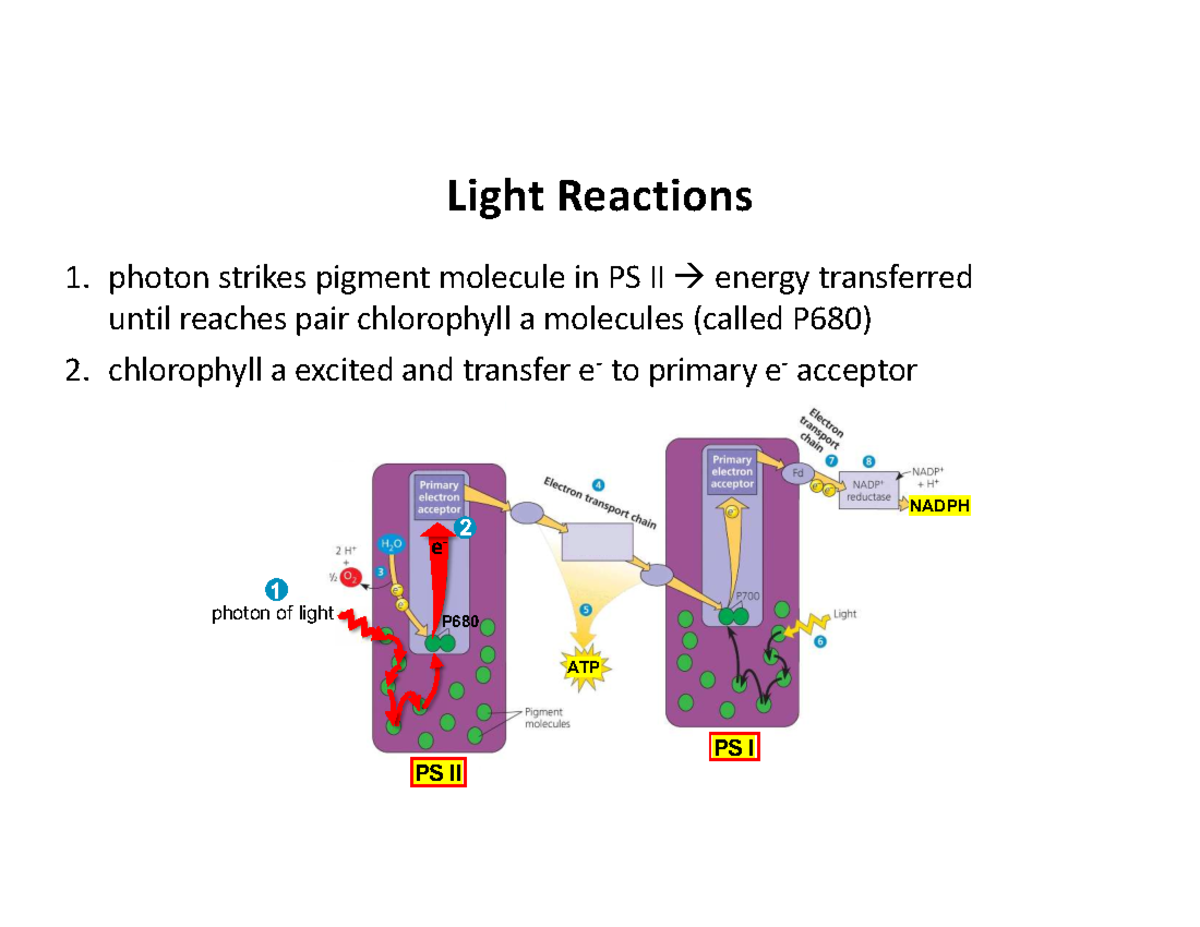 Photosynthesis Overview: Light Reactions and Calvin Cycle (Concept 2.4 ...