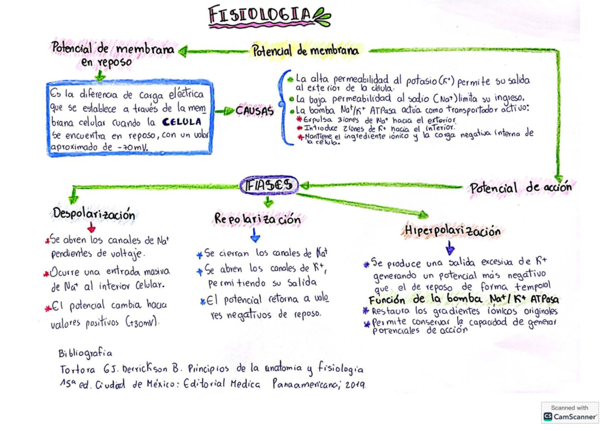 FISIO06IAL Mapa Conceptual sobre Potencial de Membrana y ATPasa - Studocu