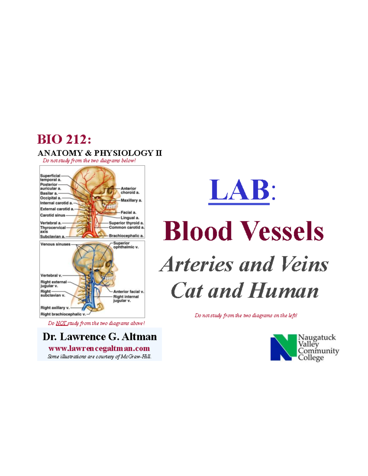 BIO 212: Anatomy & Physiology II - Blood Vessels Lab Notes - Studocu