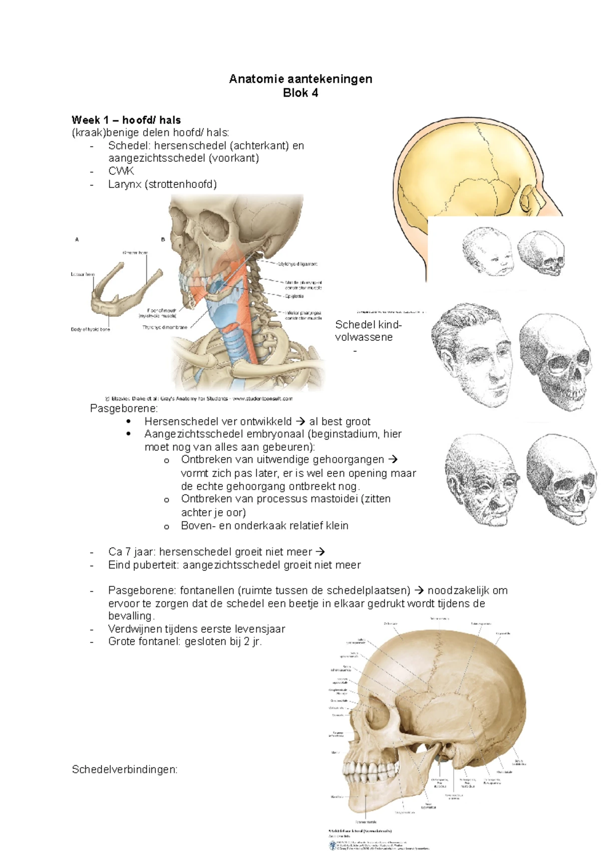 Ademhaling, samenvatting - ADEMHALINGSSTELSEL De belangrijkste functie ...