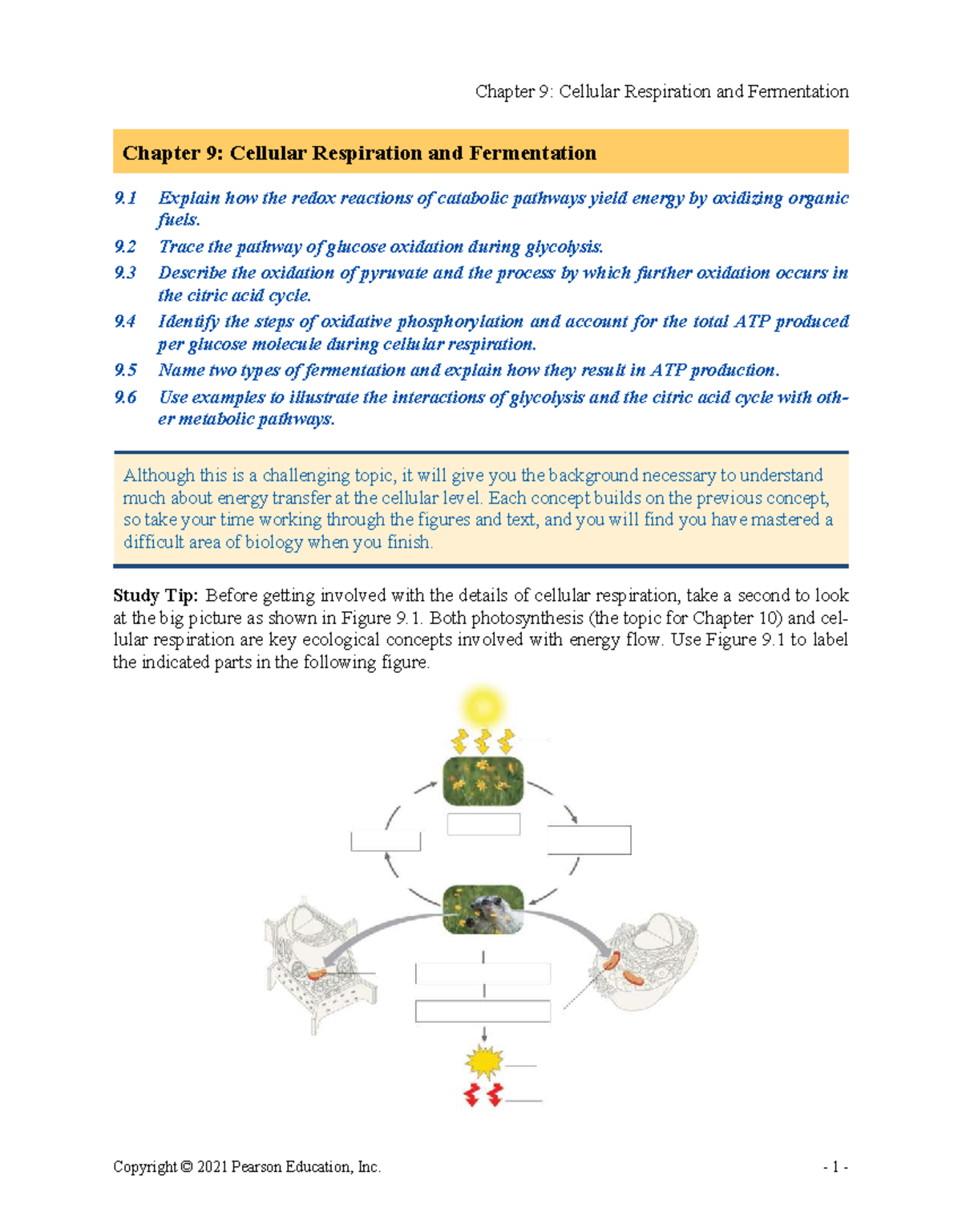 Biology Worksheet Ch9 - STUDY GUIDE - Copyright © 2021 Pearson ...