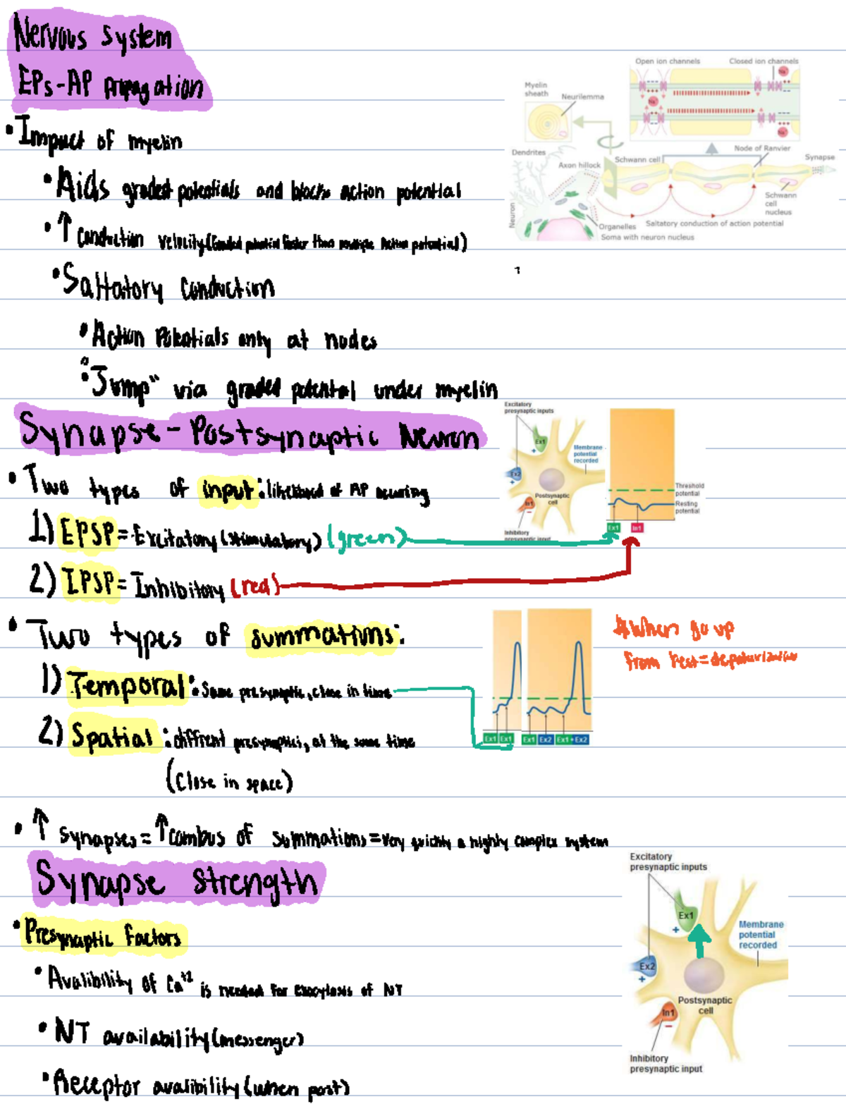 Nervous System Overview: Key Functions & Neurotransmitter Roles (AP ...