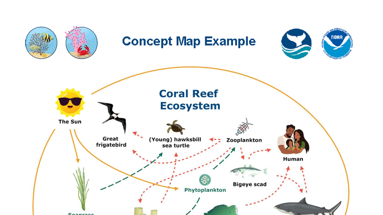 Coral Reef Concept Map Example for Energy Flow in Ecosystems - Studocu