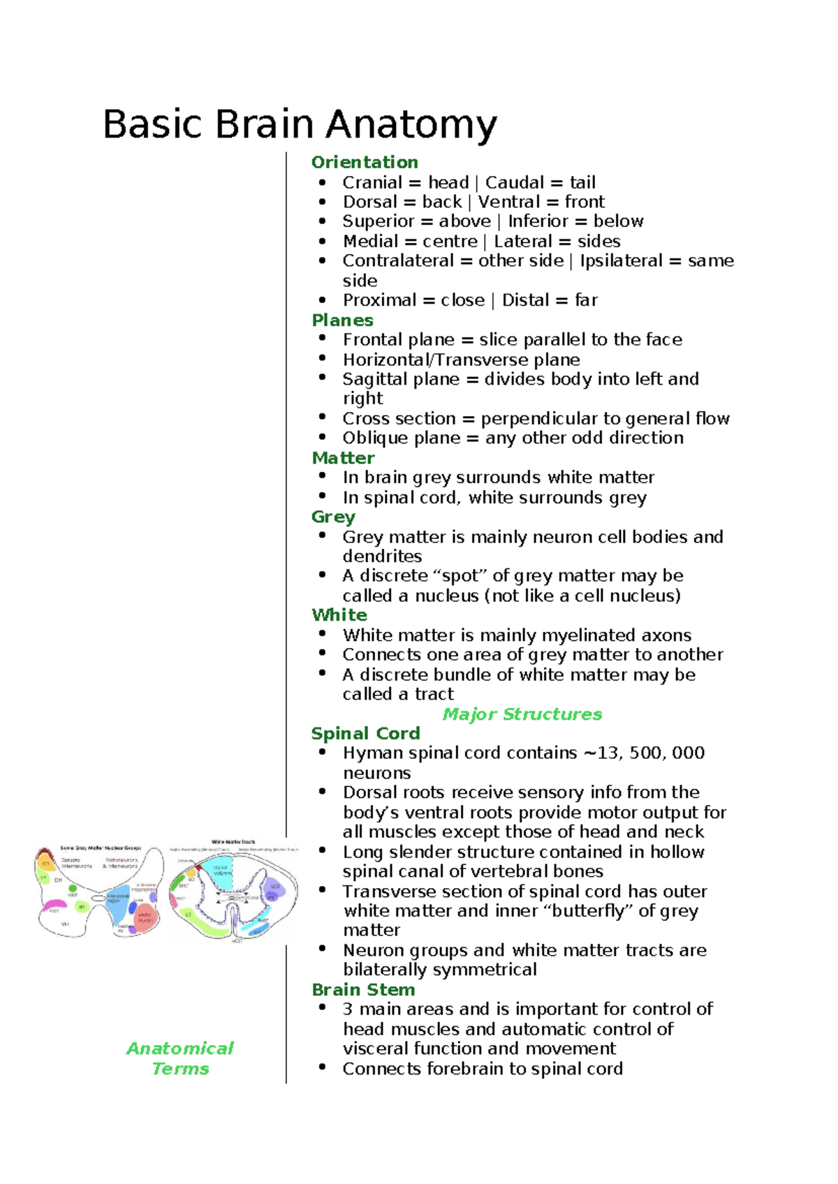 Week 1 - Basic Brain Anatomy Overview and Key Terms - Studocu