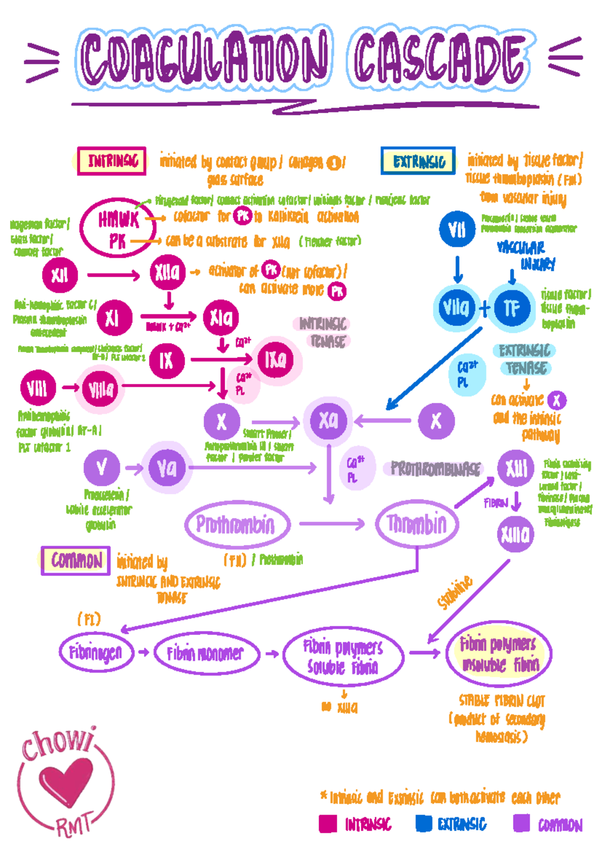 Coagulation Cascade Overview: Intrinsic & Extrinsic Pathways Explained - Studocu