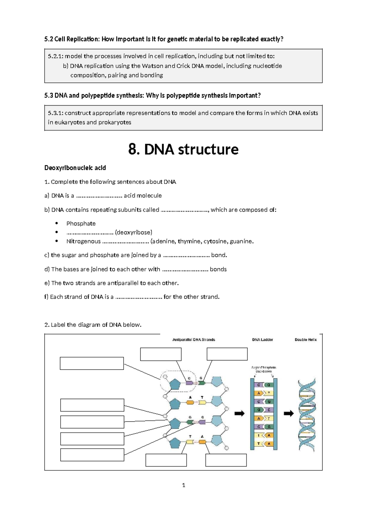 8. DNA Structure: Understanding Replication and Synthesis in Cells ...