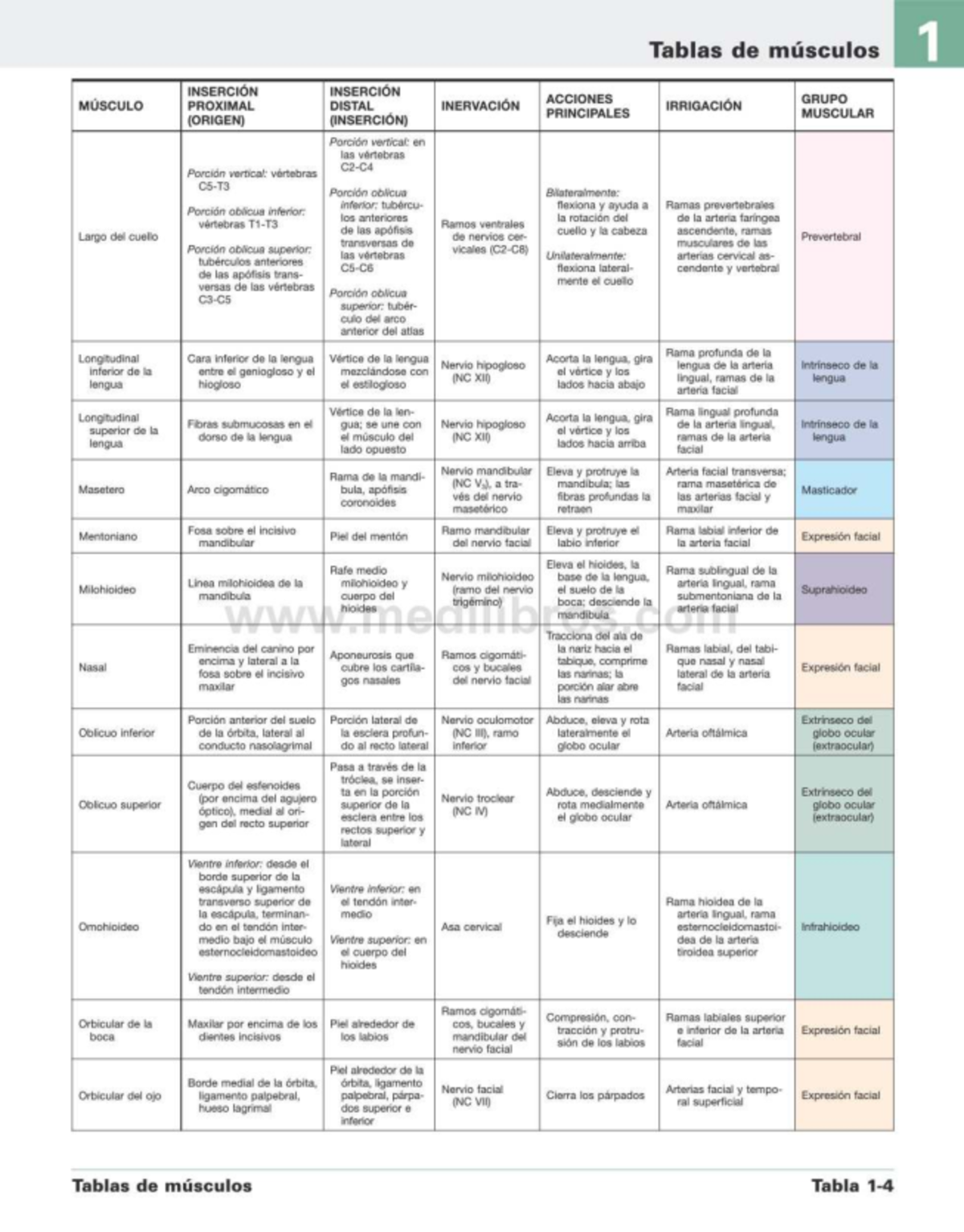 Netter Muscles Study Guide for Anatomy Course ANAT101 - Studocu