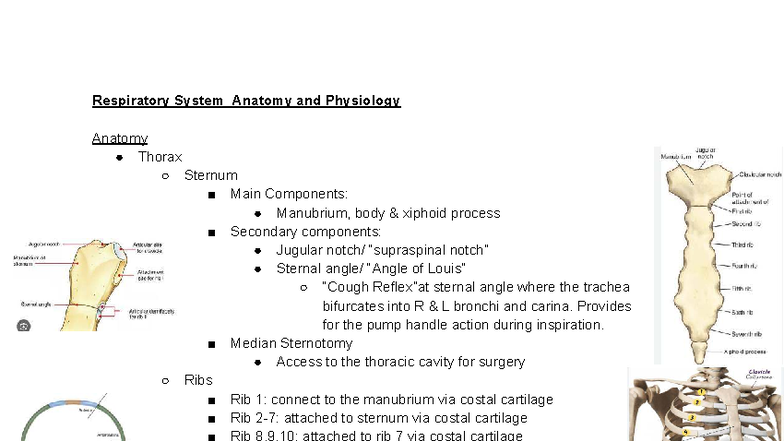 Anatomy and Physiology of the Respiratory System - Study Guide - Studocu