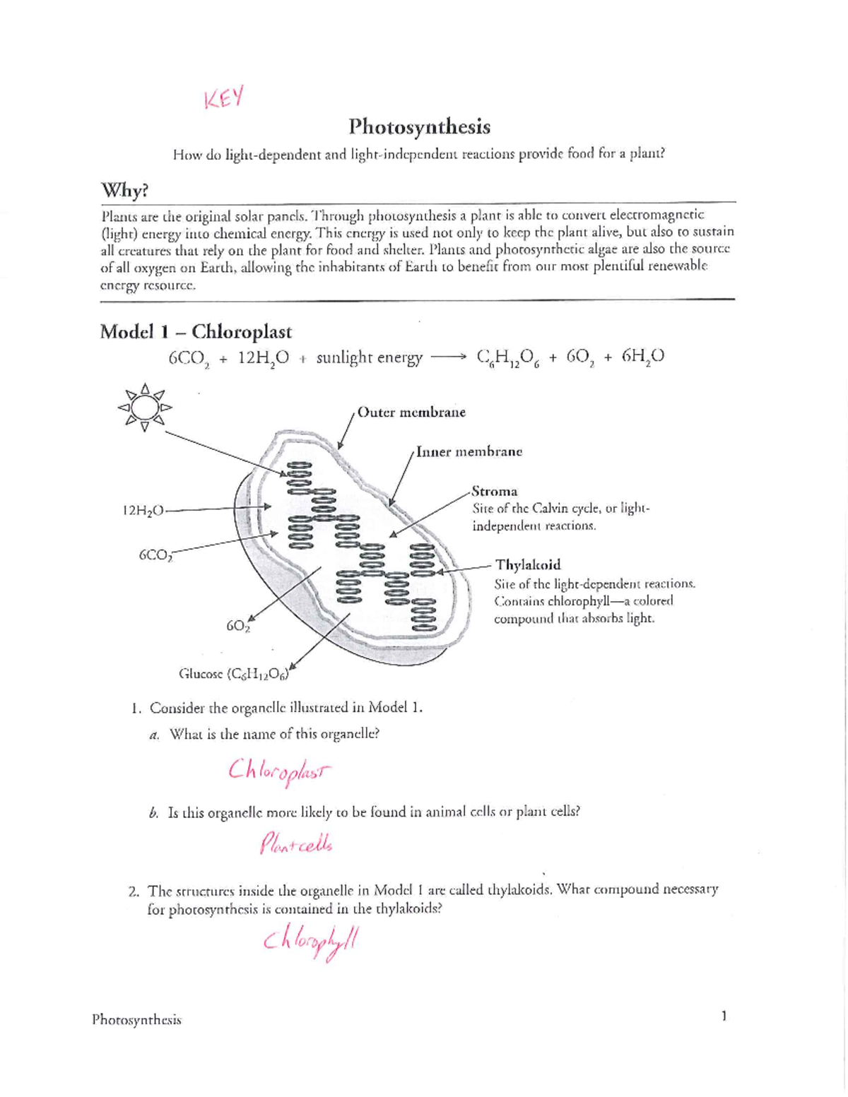 Photosynthesis POGIL Activity - Key Guide - Studocu