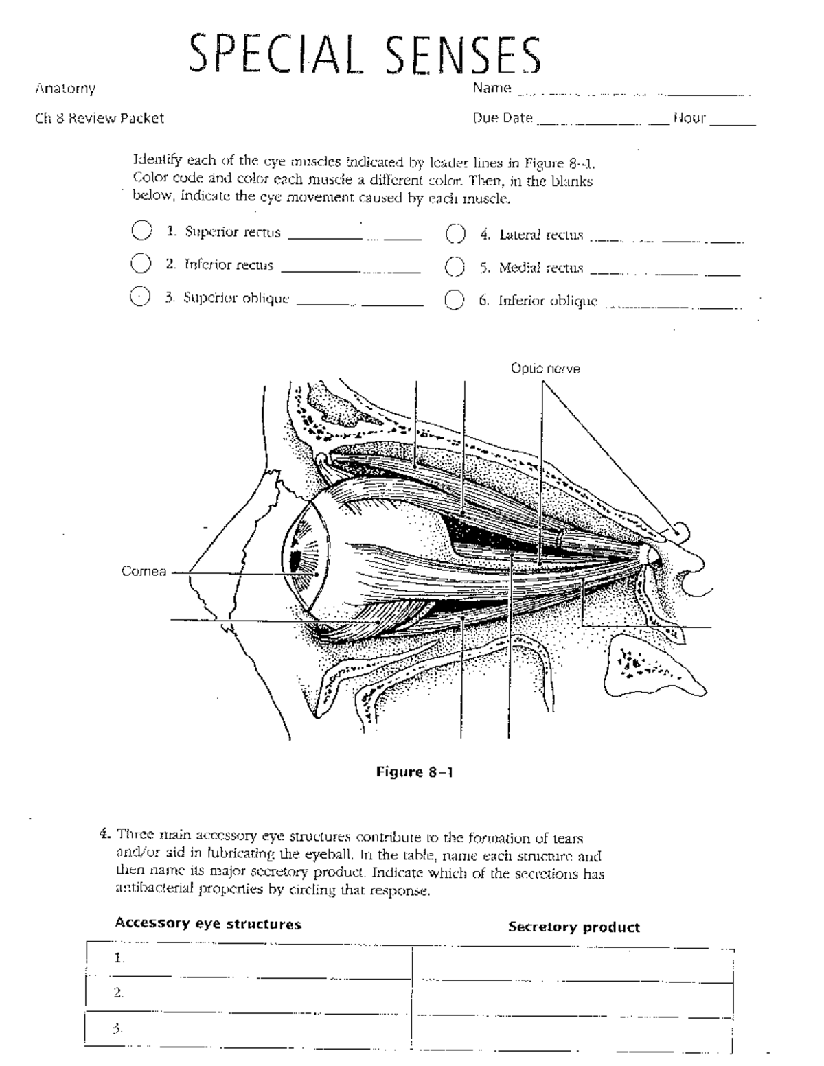 Ch 8 Review Packet: Special Senses Anatomy Guide 2021 - Studocu