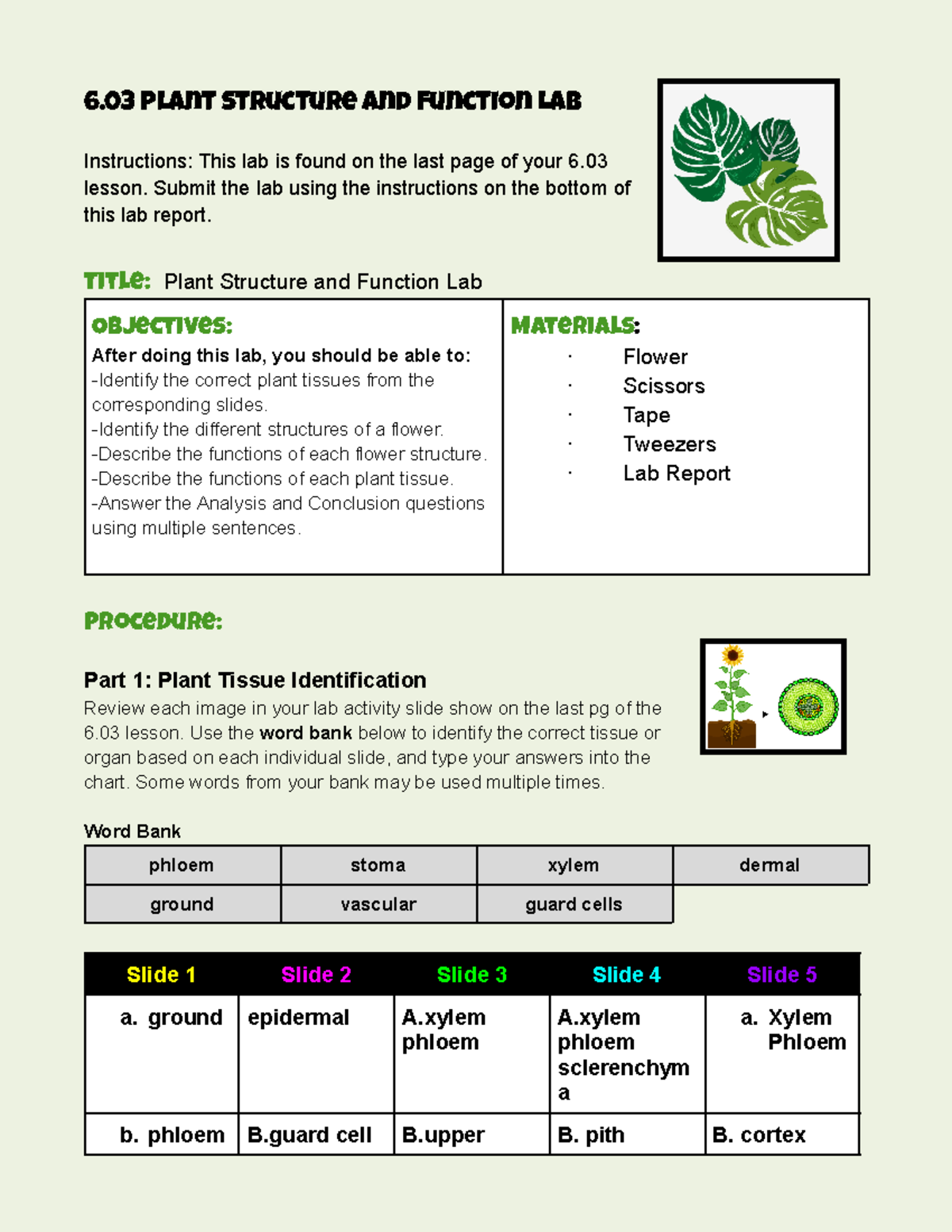 6.03 Plant Structure and Function Lab Report Template v23.2 - Studocu