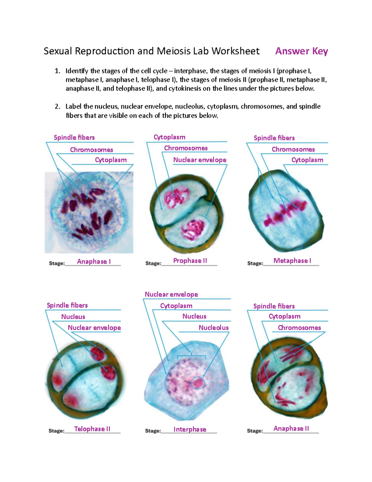 10 Sexual Reproduction and Meiosis Lab Worksheet Answer Key - Studocu