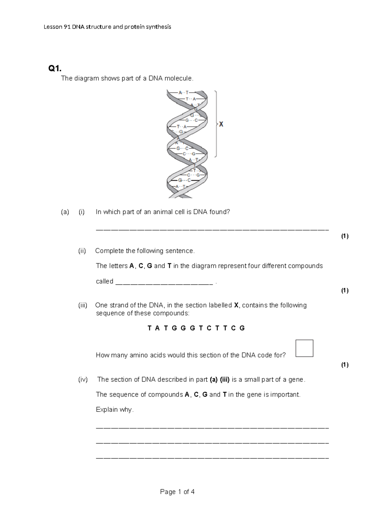 Lesson 91 Exam Questions: DNA Structure & Protein Synthesis Q1-Q2 - Studocu