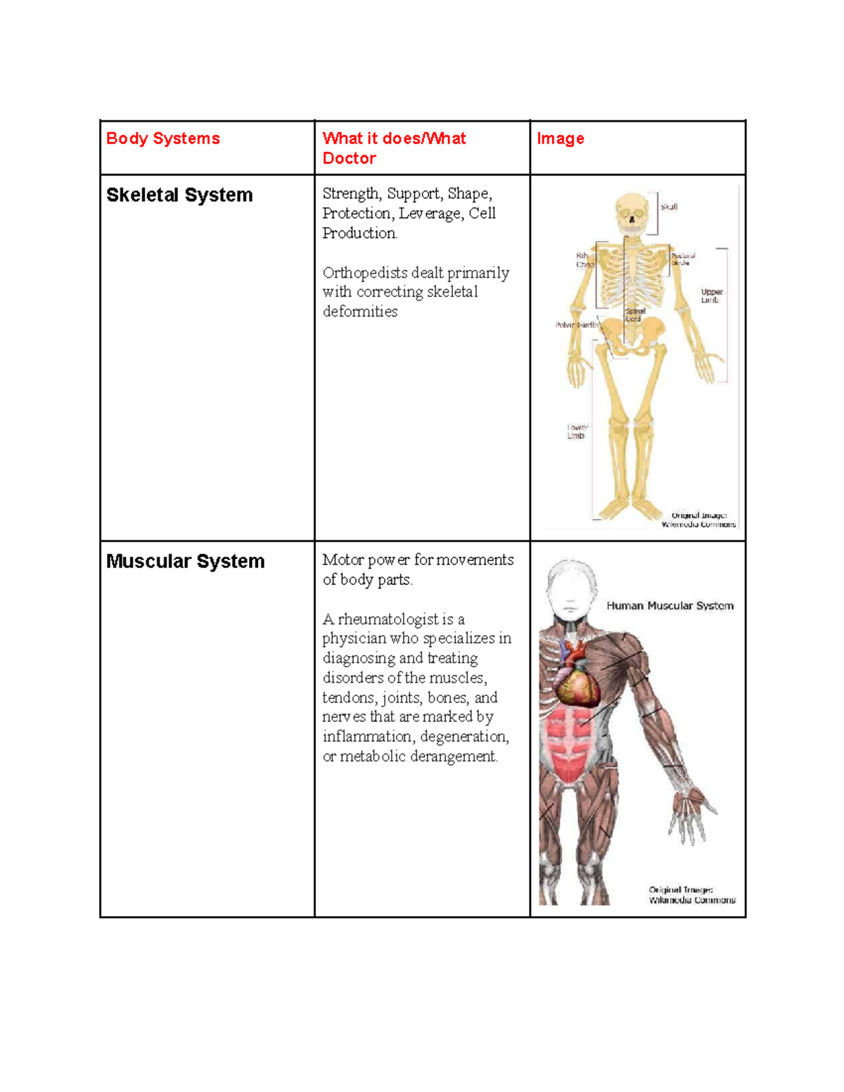 Body Systems Overview: Strength, Support, and Functionality Notes - Studocu