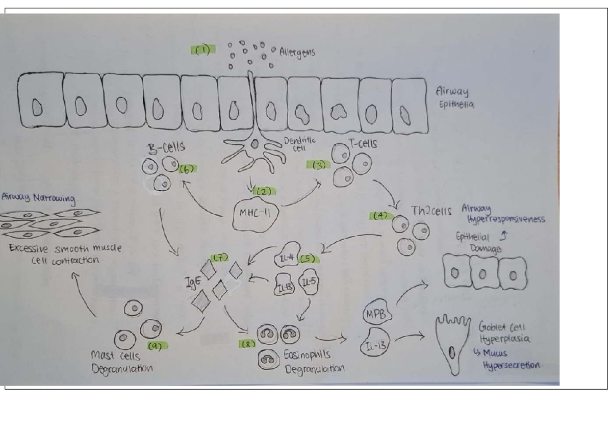 Pathophysiology of Allergic Asthma: Key Mechanisms and Cells - Studocu
