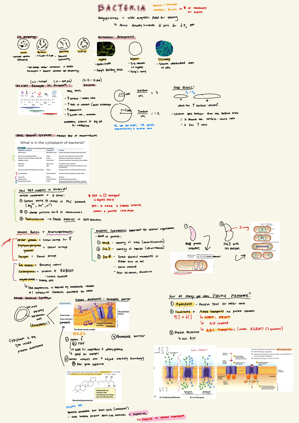 Bio 240 Notes - notwes - Nucleus = fukaryole BACTER I A Nucleoid ...