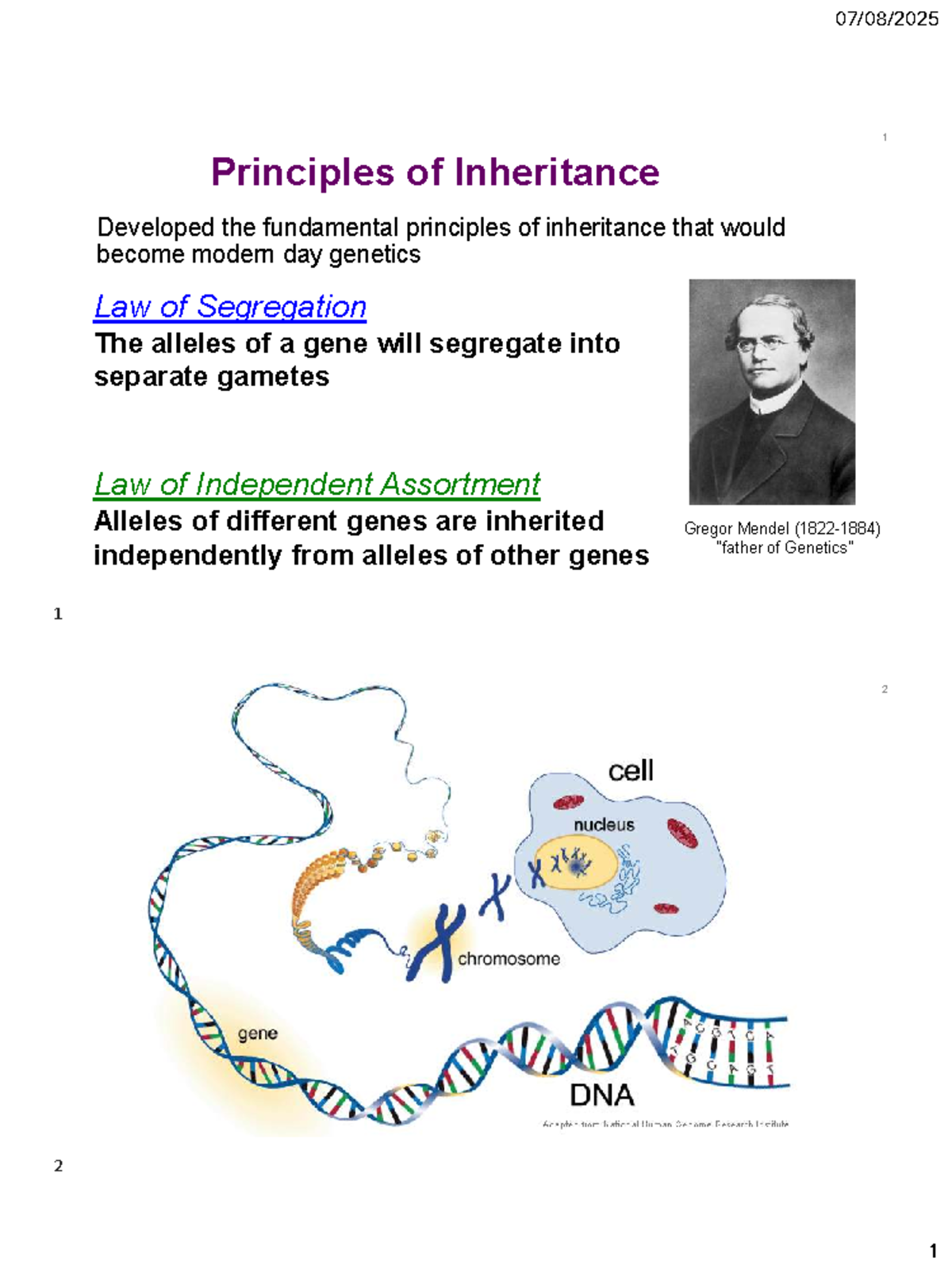 BIO212 - Lecture 02 Handout: Principles of Inheritance I - Studocu