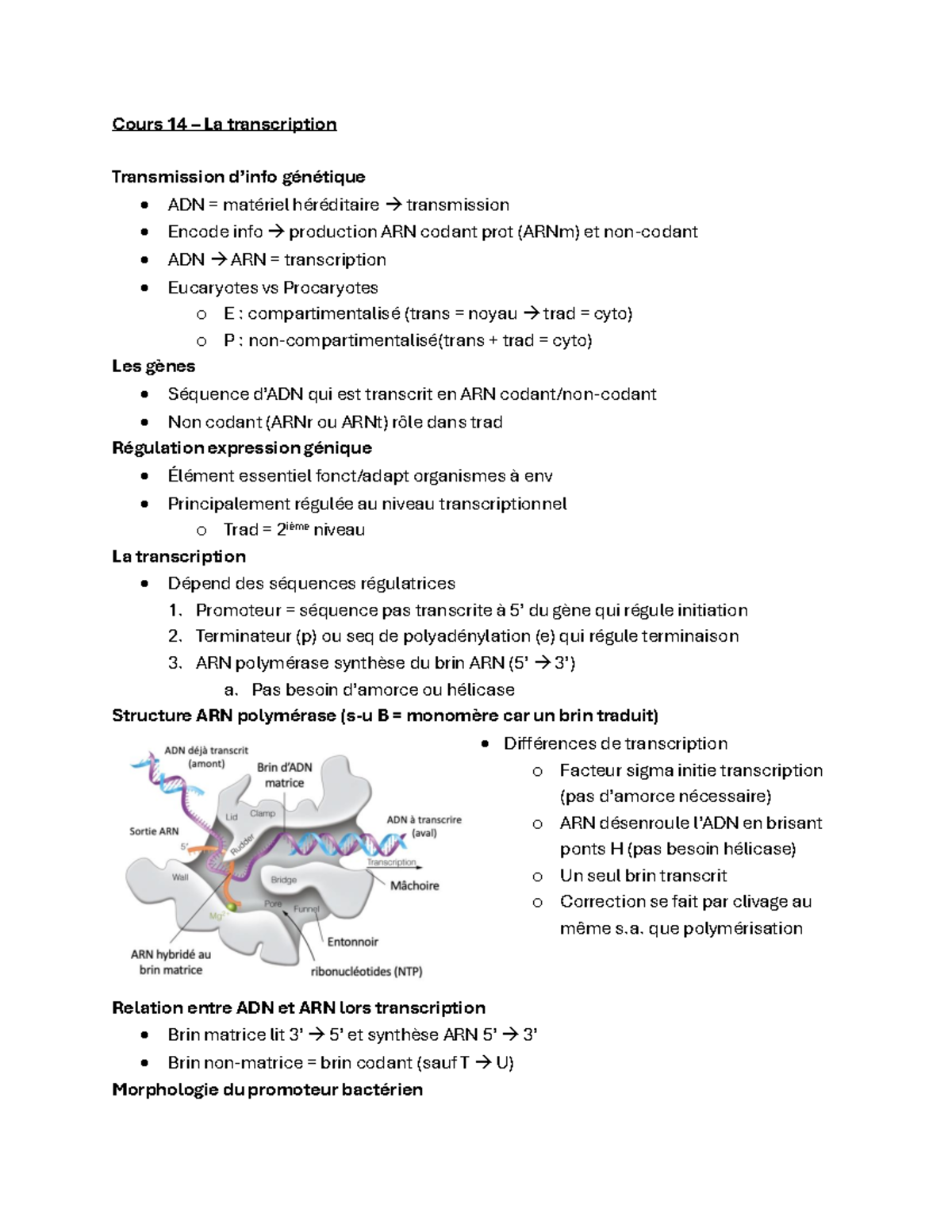 Notes de Cours 14 - BCH2733 : Transcription et Transmission Génétique ...