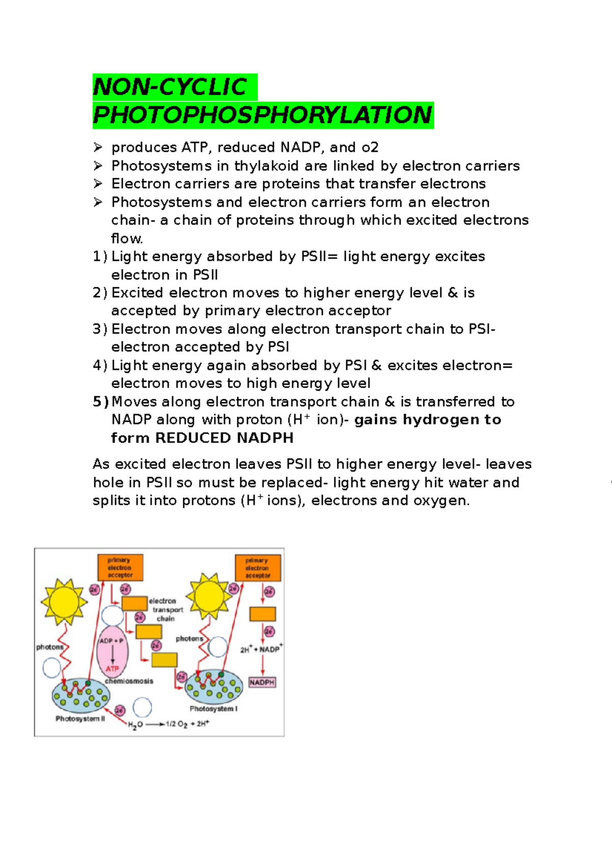 Non Cyclic Photophosphorylation A Level Biology Aqa
